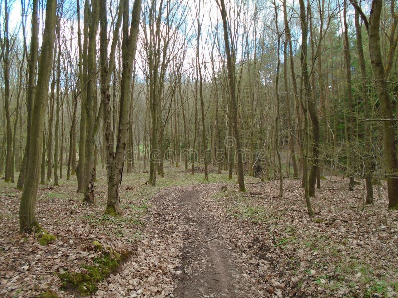 Forest Road in the Middle of a Forest Stock Image - Image of grass ...
