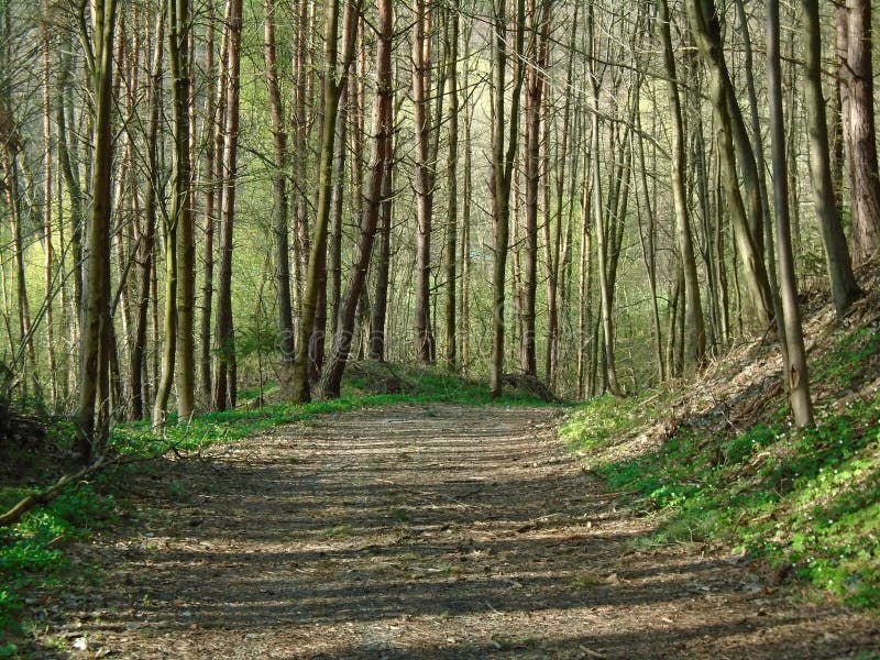Forest Road in the Middle of a Forest Stock Image - Image of asphalt ...