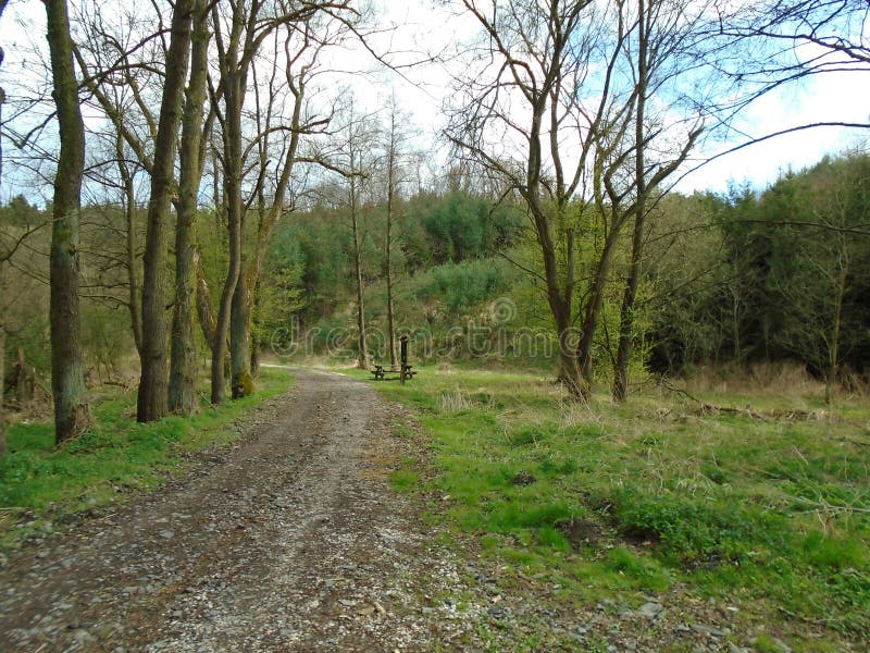 Forest Road in the Middle of a Forest Stock Photo - Image of forest ...