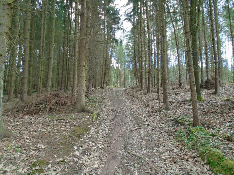 Forest Road in the Middle of a Forest Stock Photo - Image of beautiful ...
