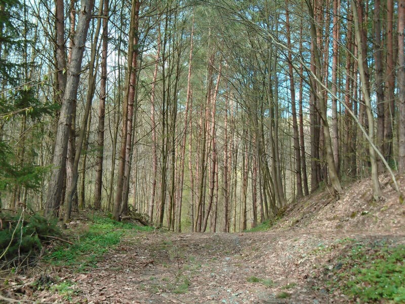 Forest Road in the Middle of a Forest Stock Image - Image of forest ...
