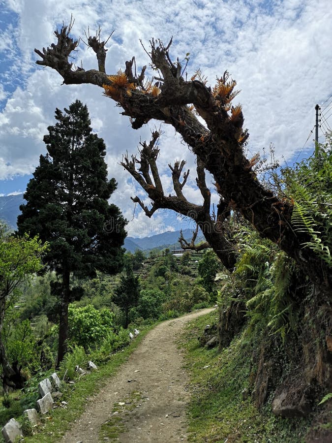 381 Mustang Nepal Tree Stock Photos - Free & Royalty-Free Stock Photos ...