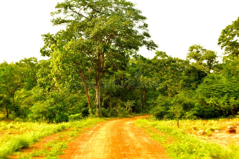 Forest Road Natural Environment Stock Image - Image of forest, nature ...