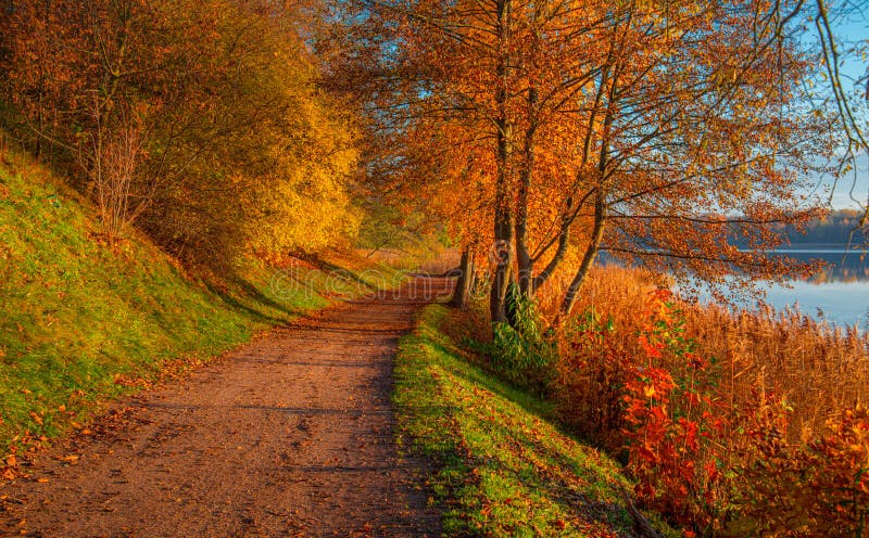 Road Near Forest at Sunrise Light Stock Image - Image of road ...