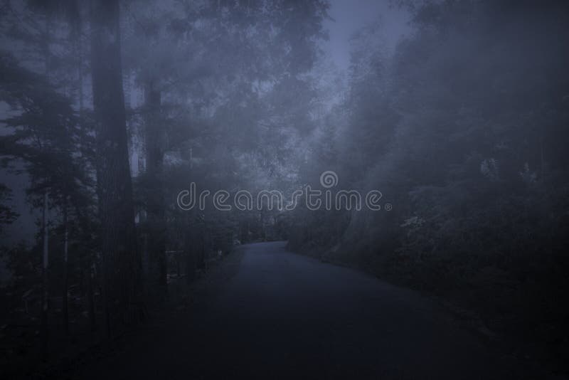 Forest road at night stock image. Image of nature, black - 118961673