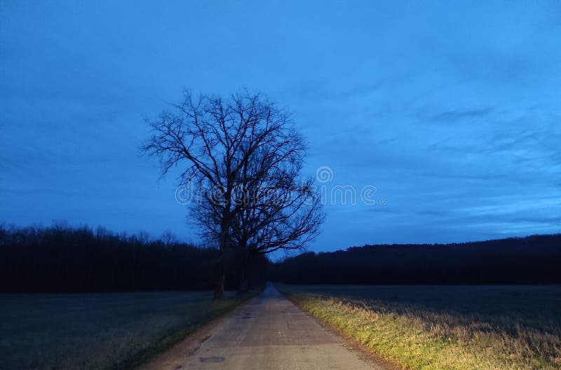 Forest road at night stock photo. Image of sunlight - 217396412