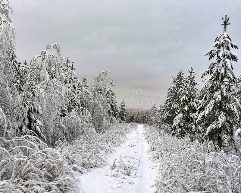 Forest Road in Northern Sweden, Completely Covered in Snow and ...
