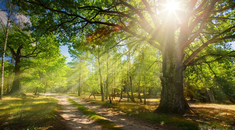 Forest Road and Old Oak Forest with Rays of the Rising Sun Stock Image ...