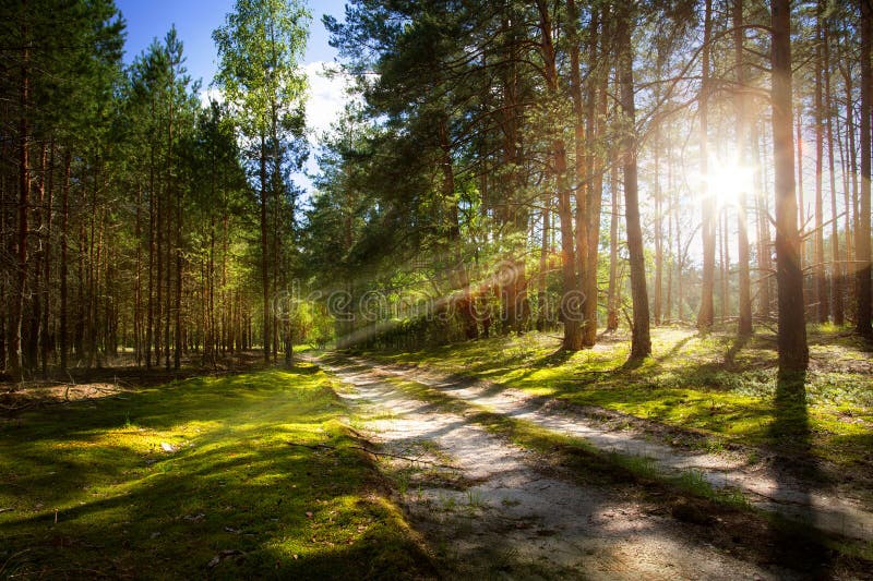 Forest Road on Old Pine Forest with Rays of the Rising Sun Stock Image ...