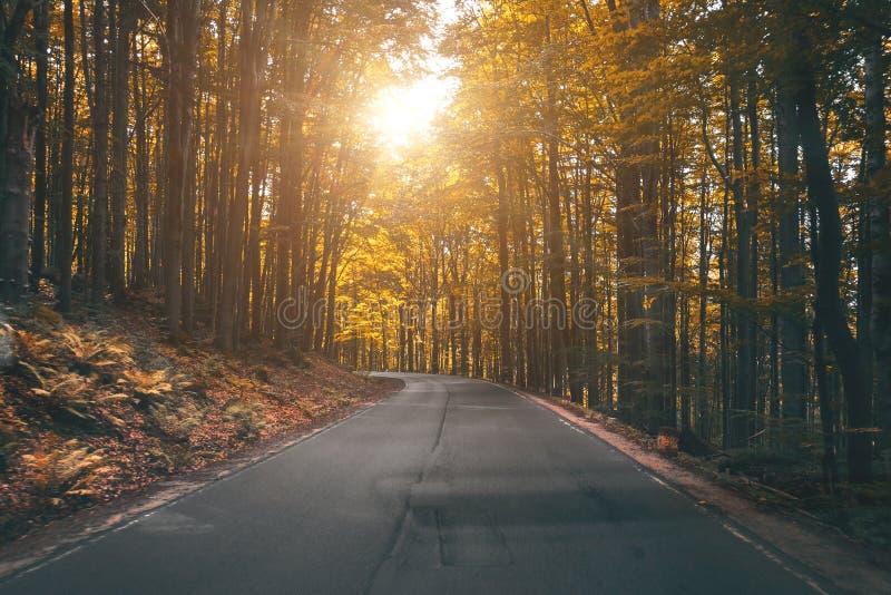 Forest Road Passing through Dense Green Forest Stock Image - Image of ...