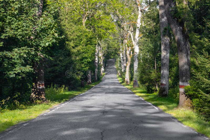Forest Road Passing through Dense Green Forest Stock Photo - Image of ...