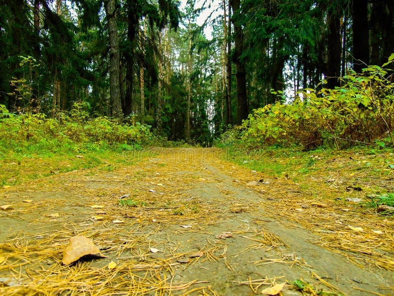 Forest road stock photo. Image of mood, path, forest - 79245386