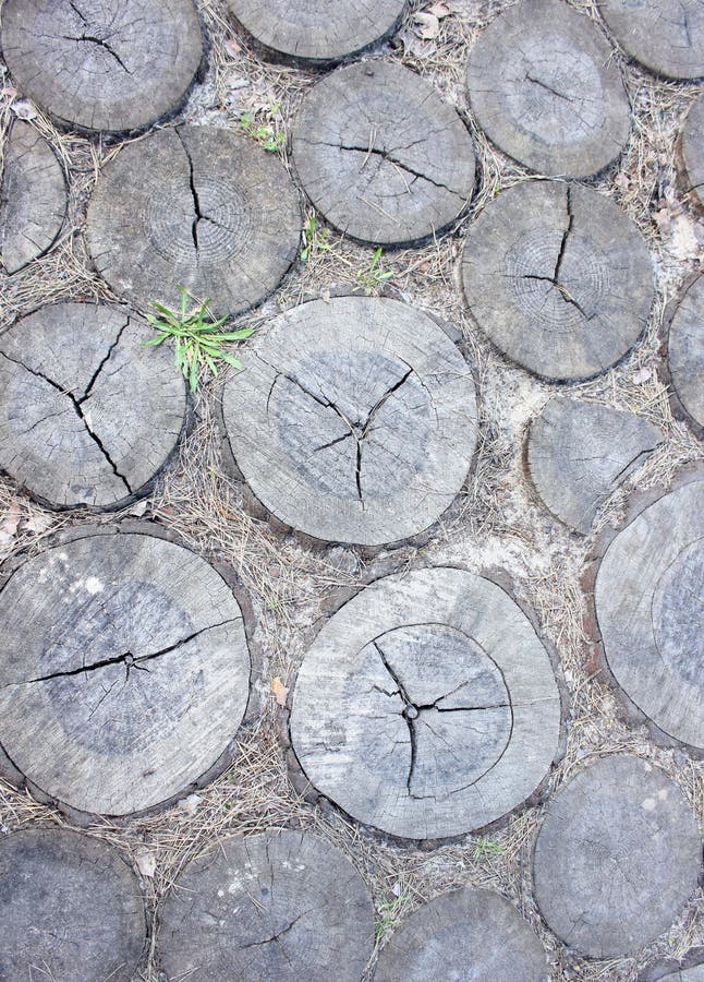 Forest Road or Path with Tree Stumps. Stock Image - Image of road ...
