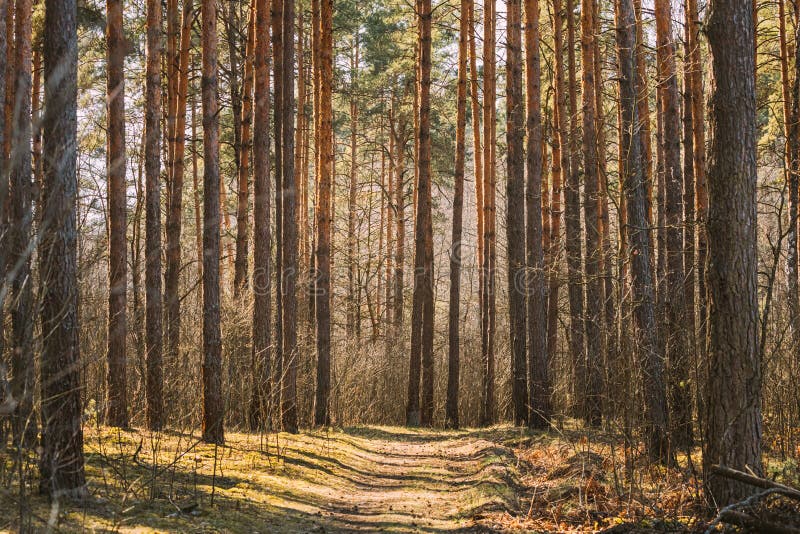 Forest Road Path Walkway Lane through Spring Coniferous Forest in Sunny ...
