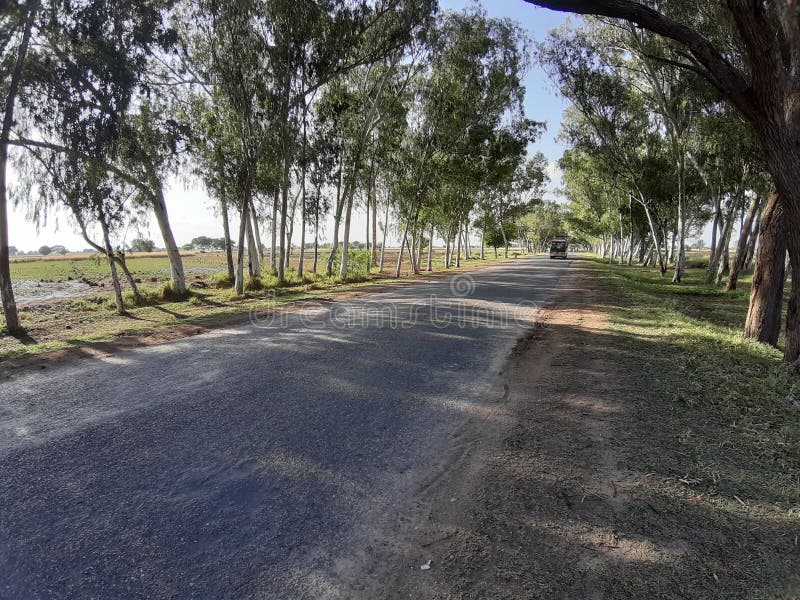 Forest Road stock photo. Image of road, forest, pathway - 145283620