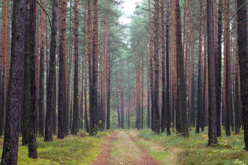 The forest road. stock image. Image of brown, road, needle - 46283515