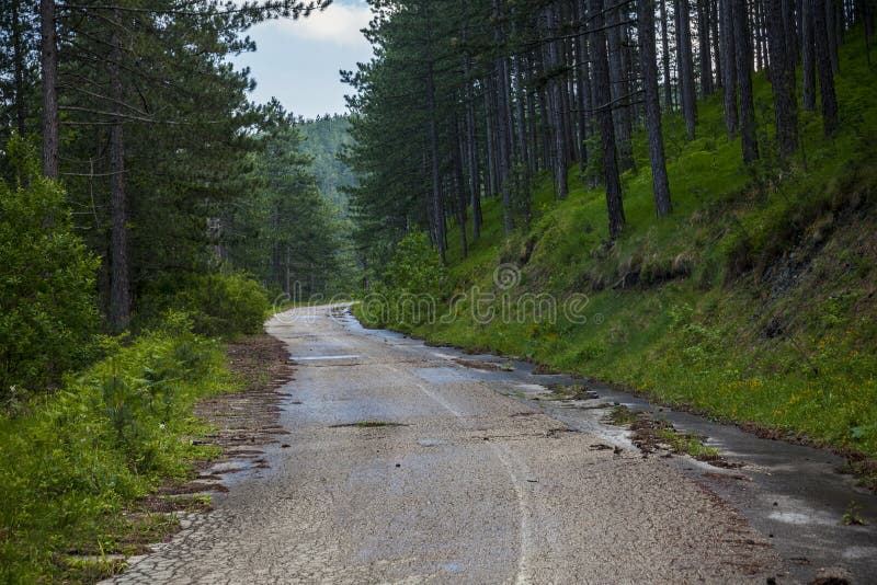 Forest road in pine forest stock photo. Image of nature - 118068142