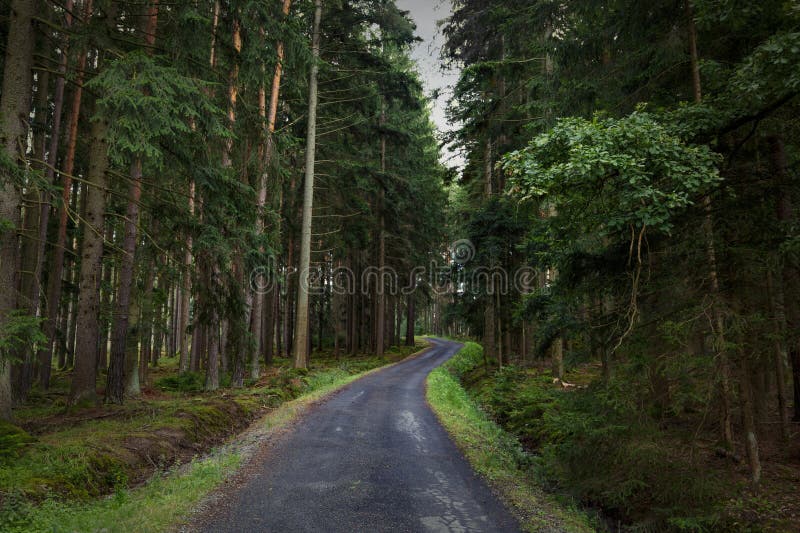 Forest Road in Pine Forest. Wood Trail on Forestland Stock Photo ...