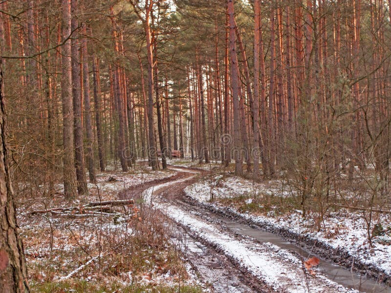 Forest, an Unpaved Road through a Pine Forest. Stock Image - Image of ...