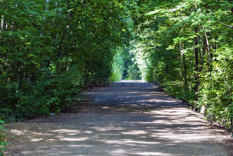 A Forest Road in the Shade of Trees with a Gap in the Distance. Stock ...