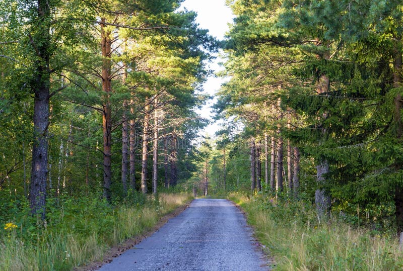 A Forest Road in the Shade of Trees with a Gap in the Distance. Stock ...