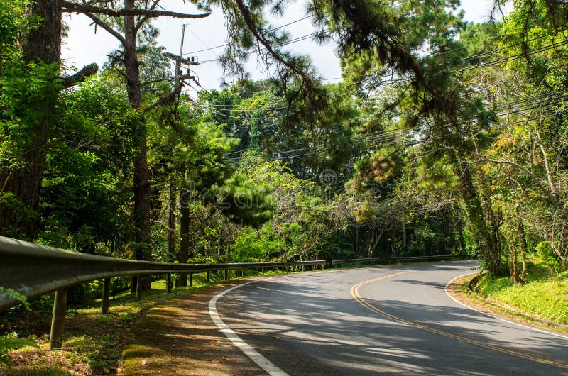 Forest Road stock image. Image of grass, nature, bright - 34450149