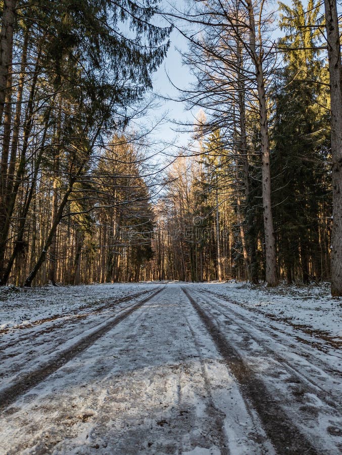 Forest road and snow lines stock photo. Image of nature - 238713086