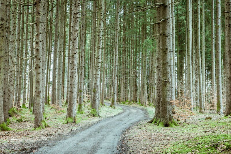 Forest with road in spring stock image. Image of plants - 69530095