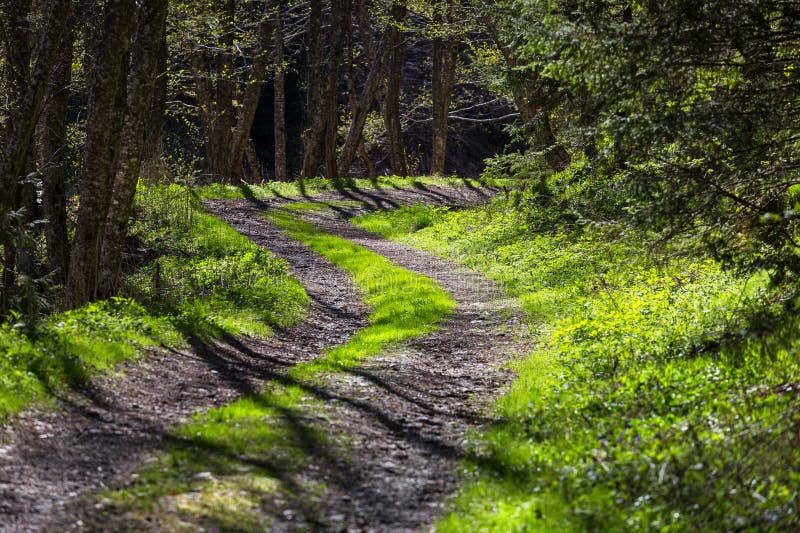 Forest road in spring stock photo. Image of grass, winding - 70099492