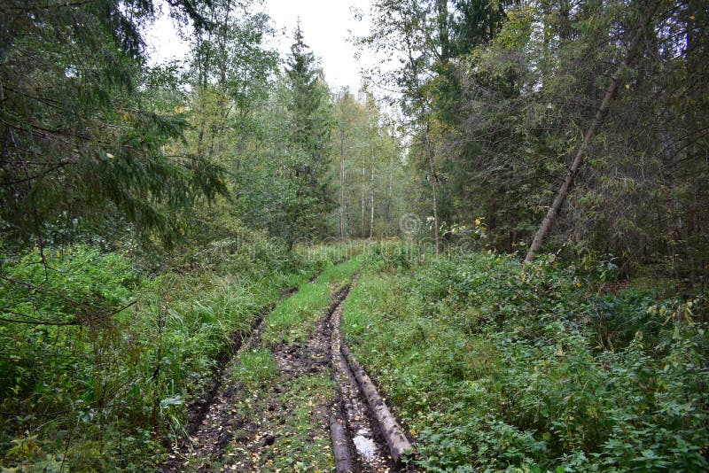 Forest Road. Spruce Forest. Green Grass. Tall Conifers Stock Photo ...
