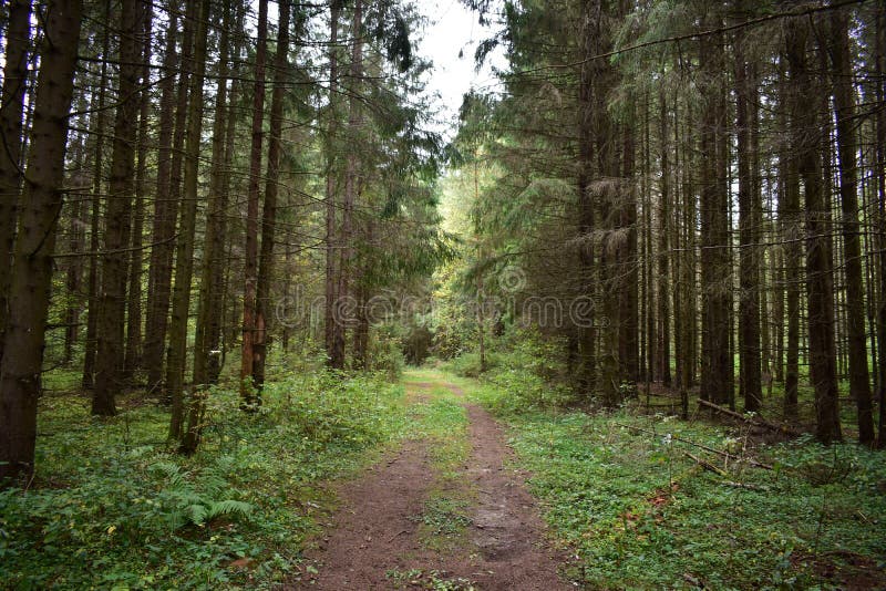 Forest Road. Spruce Forest. Green Grass. Tall Conifers Stock Image ...