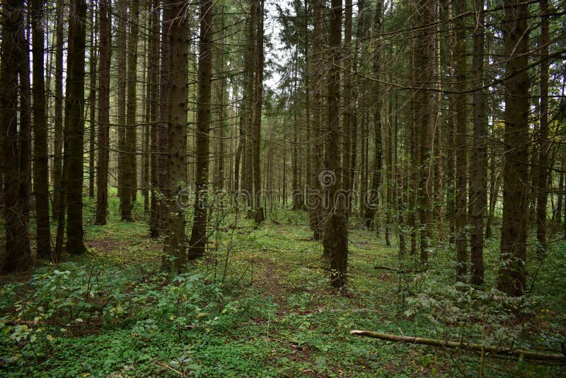 Forest Road. Spruce Forest. Green Grass. Tall Conifers Stock Photo ...
