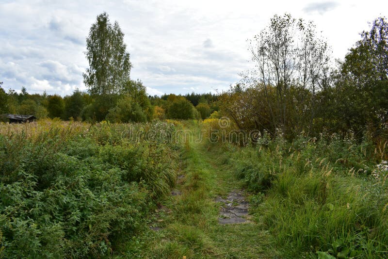 Forest Road. Spruce Forest. Green Grass. Tall Conifers Stock Photo ...