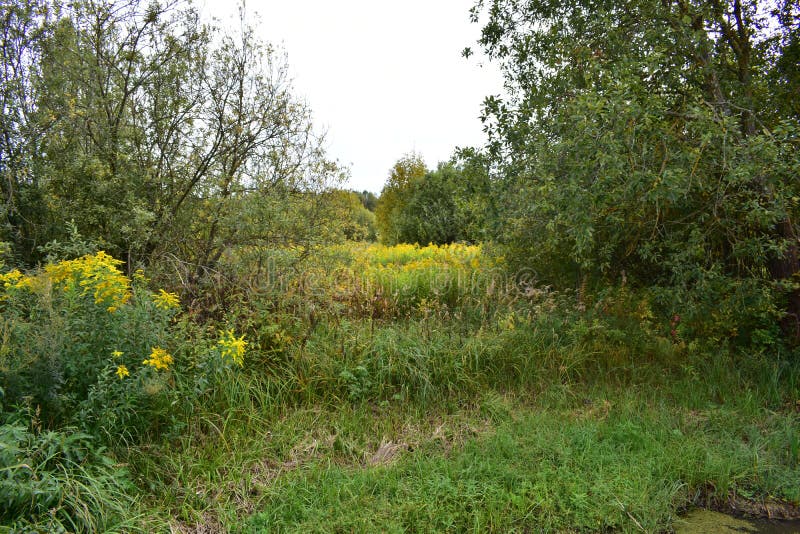 Forest Road. Spruce Forest. Green Grass. Tall Conifers Stock Photo ...