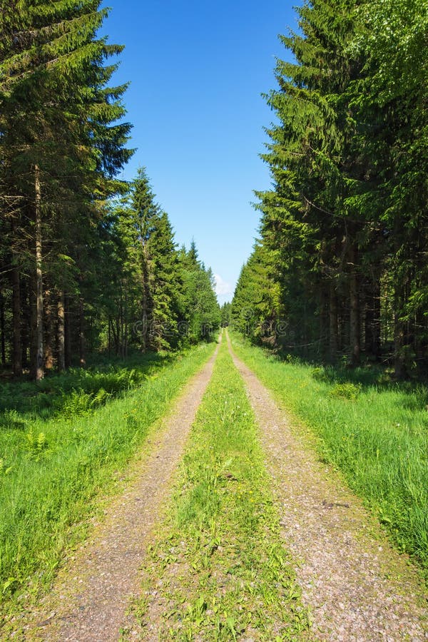 Forest Road With Spruce Trees Lined Stock Image - Image of nature ...