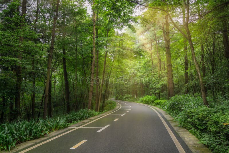 Forest Road Sun Beams and Rays Stock Photo - Image of light, grass ...