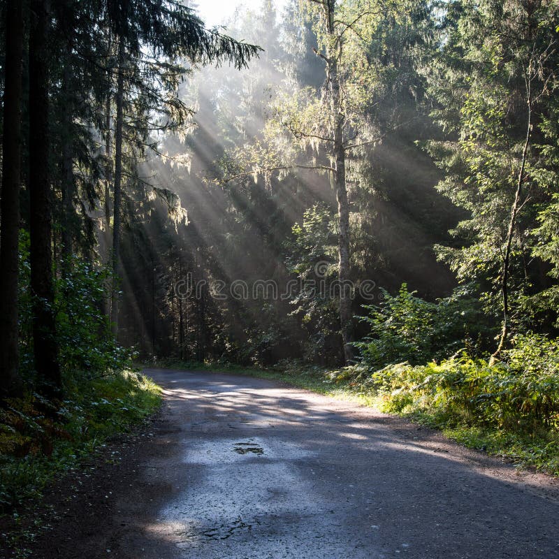 Forest Road in the Early Morning Stock Photo - Image of summer, light ...