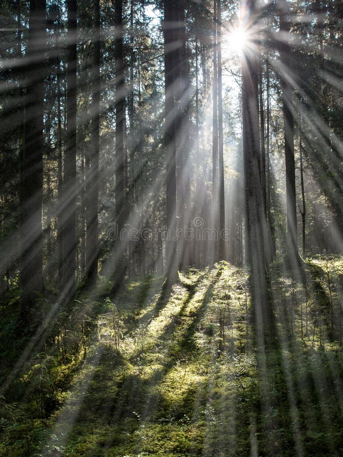Enchanted Forest with Sun Rays Stock Photo - Image of path, plants ...