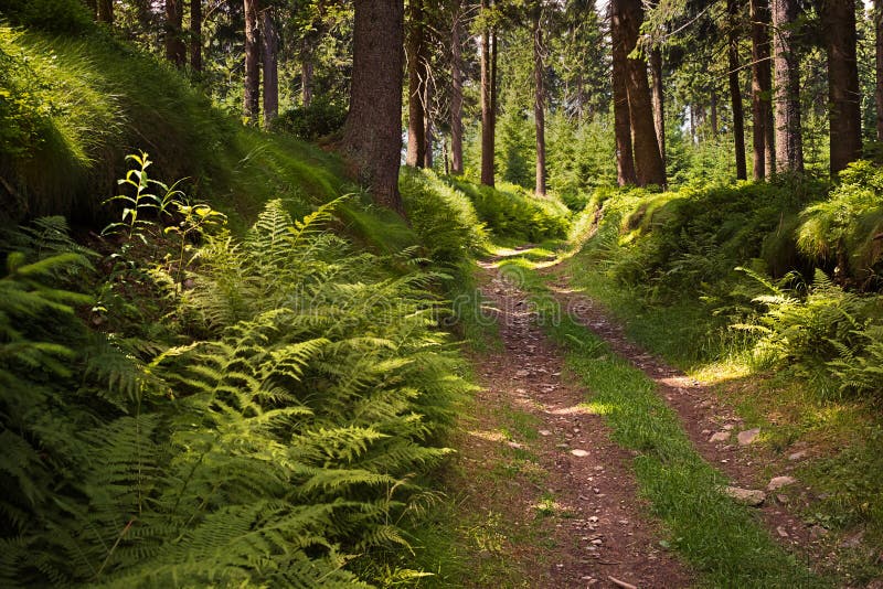 Forest road in sunlight stock image. Image of maple, foliage - 88097121