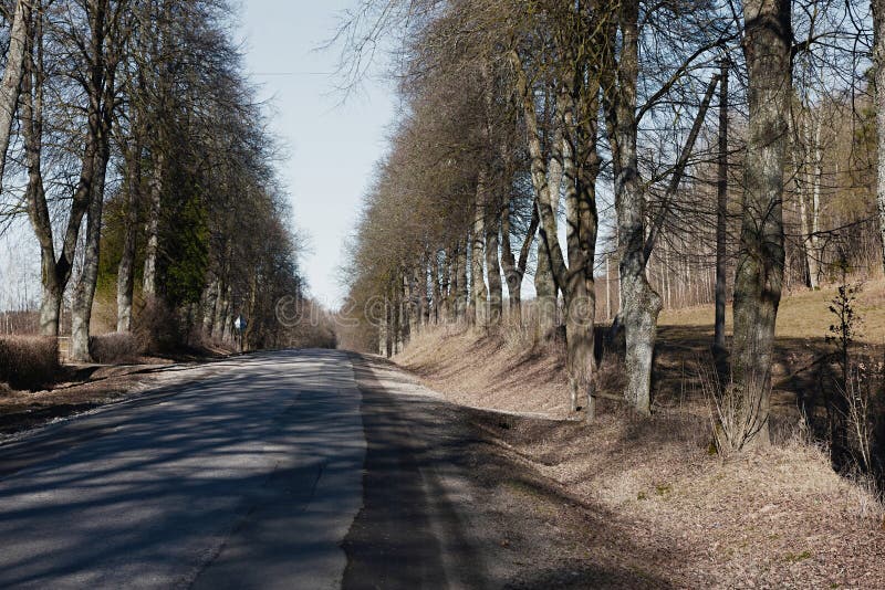 Forest Road on a Sunny Day Early Spring Stock Photo - Image of overcast ...