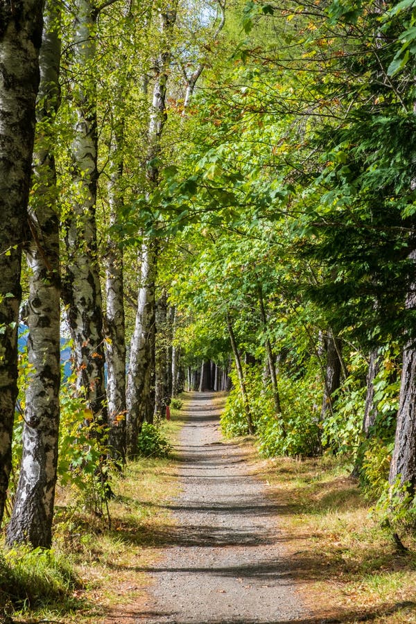 Forest Road Surrounded by Tall Trees in the Afternoon Light Stock Image ...