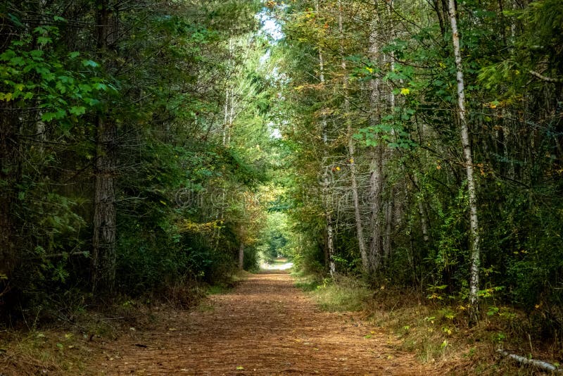 Forest Road Surrounded by Tall Trees in the Afternoon Light Stock Image ...