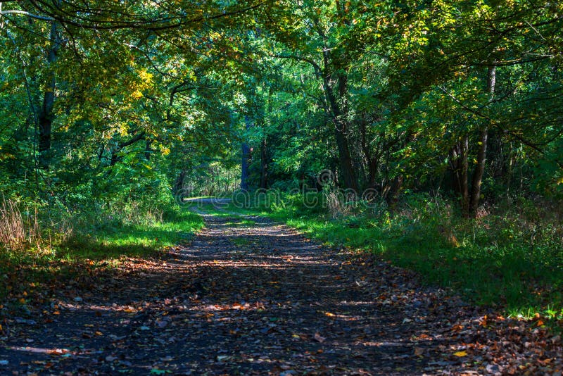 Forest Road. There are Deciduous Trees Along the Road Stock Photo ...