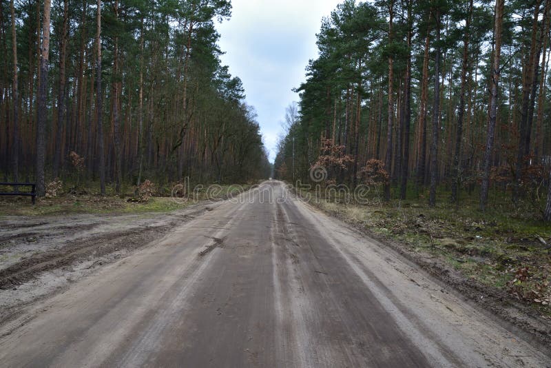Forest Road between Trees in a Wild Forest Stock Photo - Image of ...