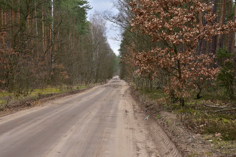 Forest Road between Trees in a Wild Forest Stock Photo - Image of ...