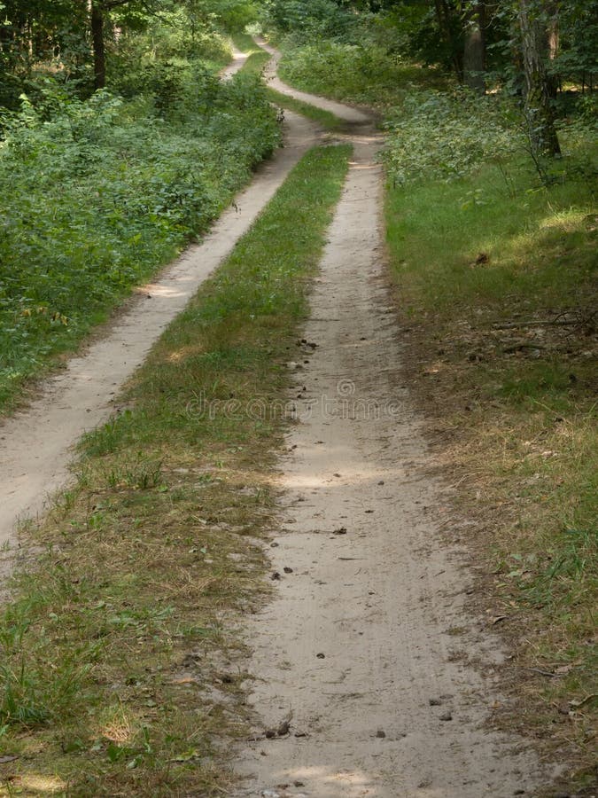 A Forest Road with Two Parallel Vehicle Tracks in Soft Sandy Soil Stock ...