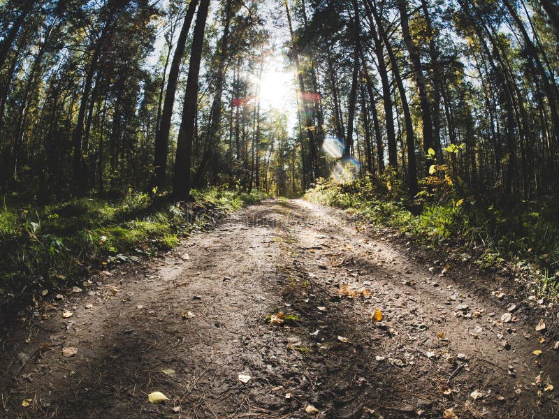 Forest Road Under Sunset Sunbeams Stock Photo - Image of wood, sunset ...