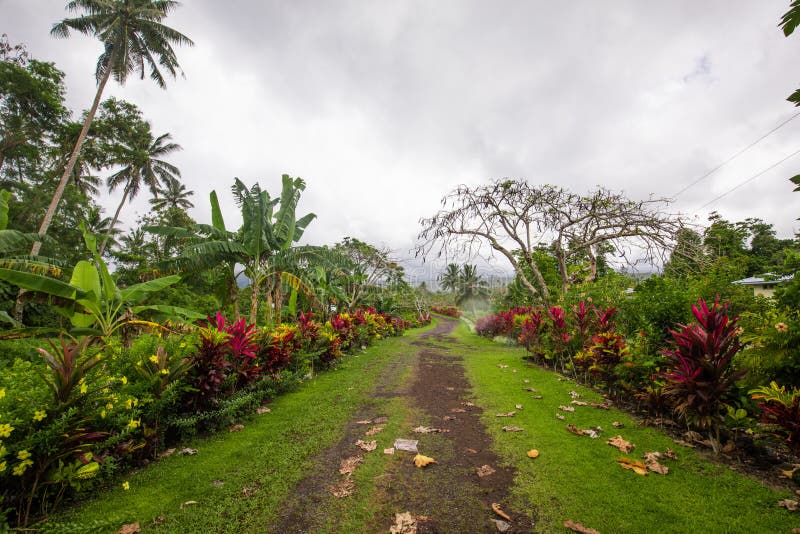 Forest Road on Upolu, Samoa Island Stock Image - Image of nature, hill ...