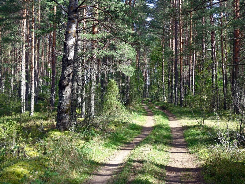 Forest road stock photo. Image of flora, outdoor, color - 86512224