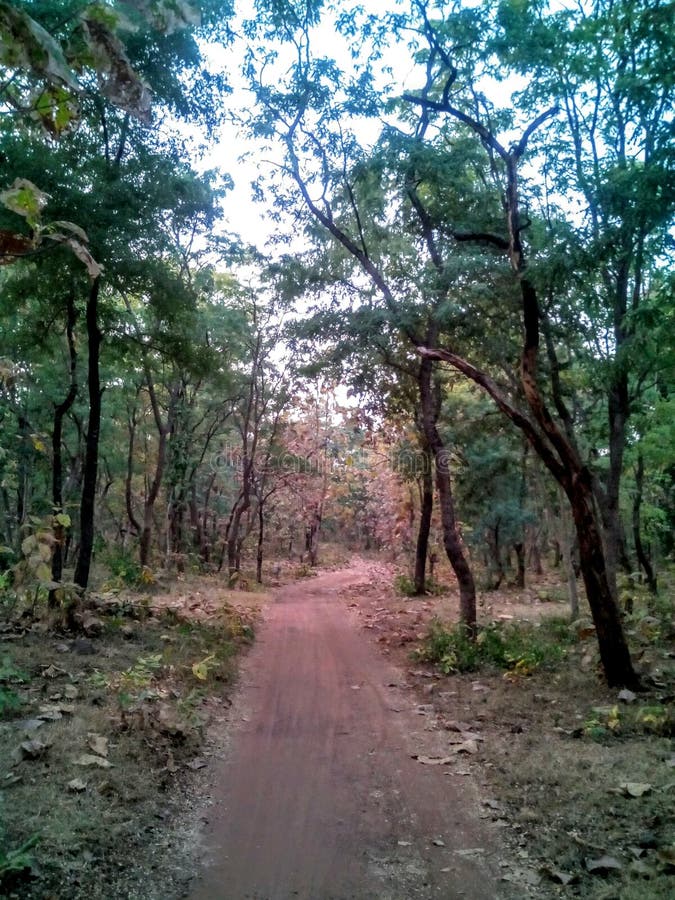 Forest Road View stock photo. Image of road, view, pachmarhi - 63788970